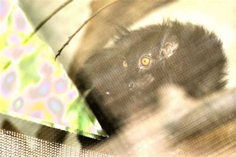 お父ちゃん ⑳ Ganref