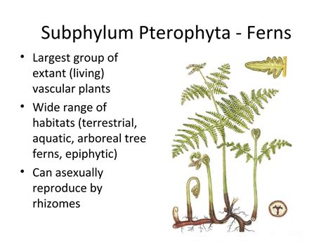 Phylum Tracheophyta 2016 Ppt
