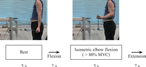 Figure 1 From Emg Based Force Estimation With A Cnn Deep Model During Biceps Curl Exercise