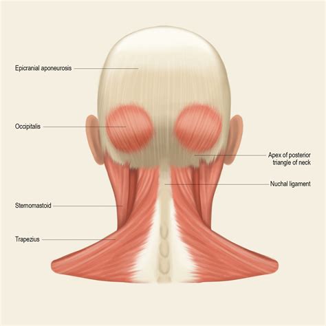 Muscles Of The Head And Neck Poster 3 Head Muscle Poster Anatomy