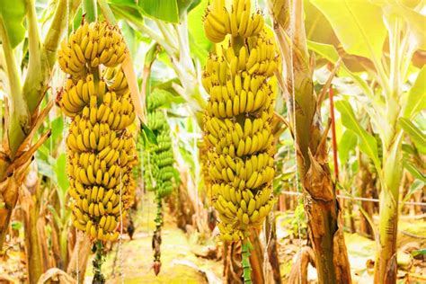 Banana Trees Archives