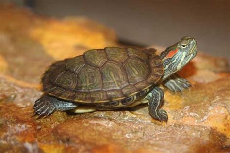 15 Red Eared Slider Facts Everyone Should Know