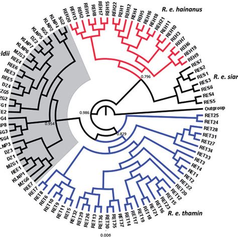 Bayesian Mcmc Consensus Tree Of 96 Elds Deer Sequences Based In The Download Scientific