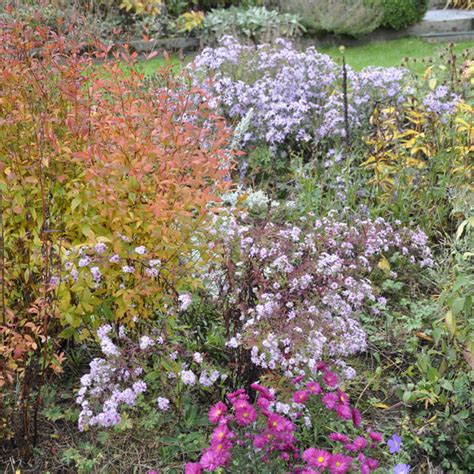 All You Need To Know About Asters For Autumn Claire Austin