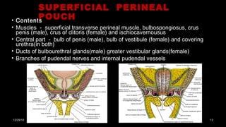 Perineal Pouches And Urogenital Diaphragm Ppt