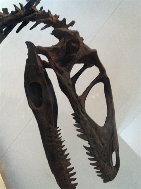 Classic Dino Head Study Albertosaurus Head Study Flickr