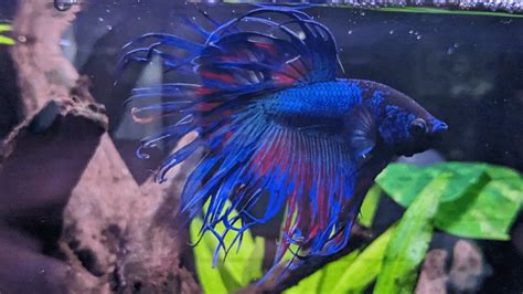 Picasso Posing For The Camera Rbettafish