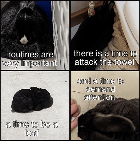 A Strict Routine Is The Key To Success Rbunnynewsnetwork