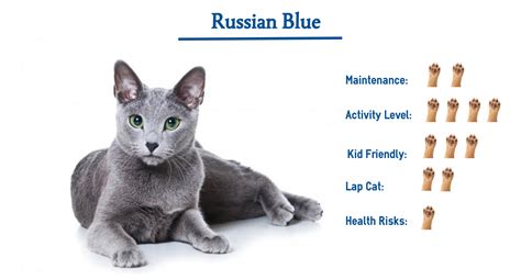 Russian Blue Cat Breed Everything You Need To Know At A Glance