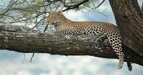 Wolfgang Kunstmann Zeigt Seine Multimediashow „ostafrika Das Große Abenteuer