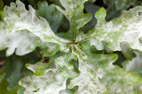 Oak Powdery Mildew On Quercus Robur Stock Image C050 0589 Science