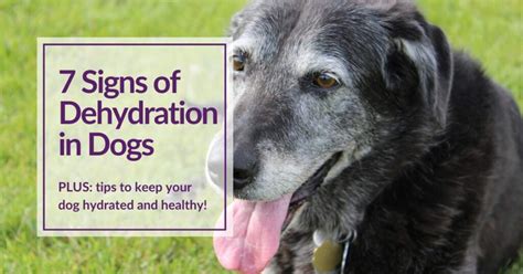 7 Signs Of Dehydration In Dogs Petmedella