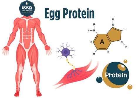 Egg Protein 101 Everything You Need To Know Eggs Unlimited
