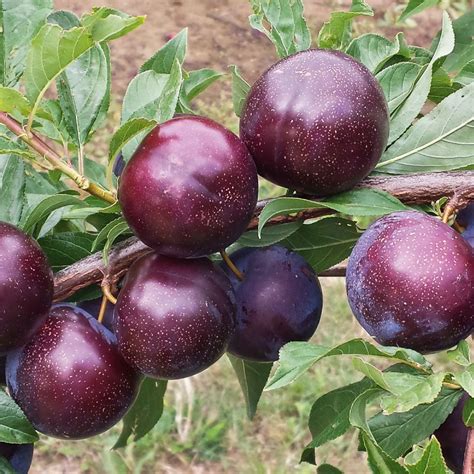 Vente Pluot Purple Candy ® Arbres Fruitiers Meilland Richardier