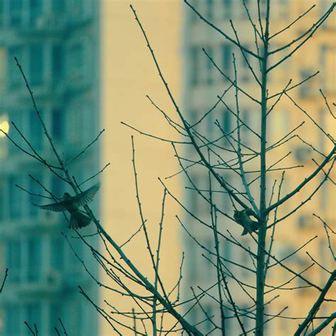 Cidade Passarinho De Foto Gratuita No Pixabay Pixabay