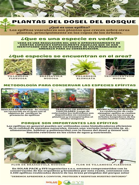Poster Epifitas Pdf