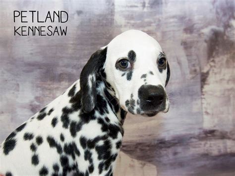 Dalmatian Puppy Black White Id23612 Located At Petland Kennesaw Georgia