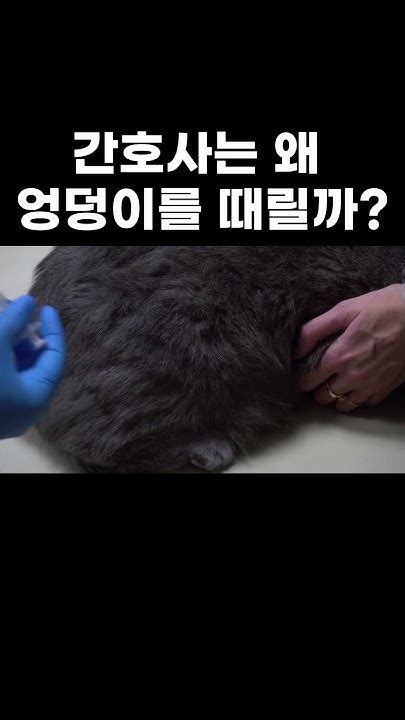 엉덩이 팡팡 때리는 이유가 알고싶다 주사 그것이 알고싶다 간호사근육주사엉덩이주사 Youtube
