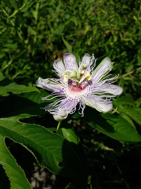 Maypop Passion Flower By Vulcansarek22 On Deviantart