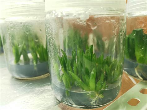 分生生物科技 植物基因编辑领先团队