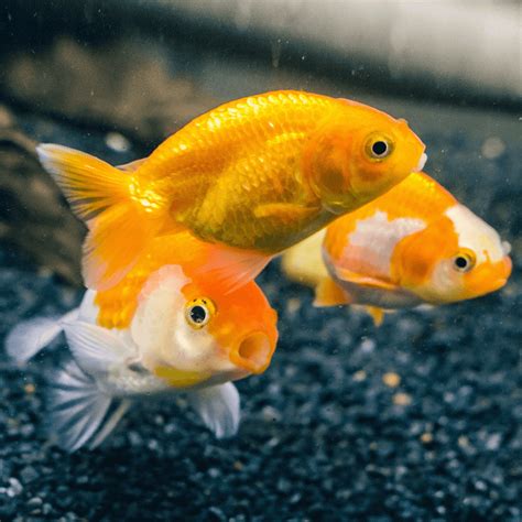 Assorted Lionhead Ranchu Goldfish