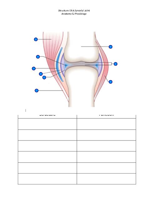 Structure And Function Of Synovial Joints Structure Of A Synovial