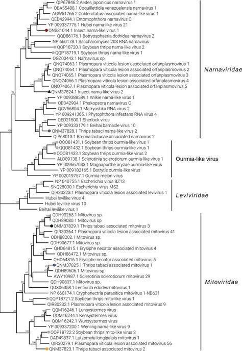 lenarnaviricota phylogenetic tree computed by iq tree stochastic