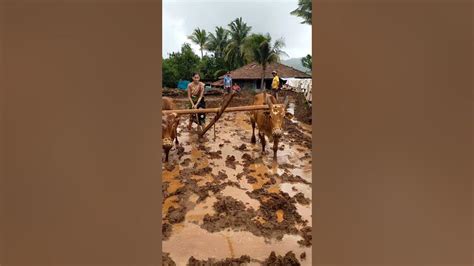 Mazi Bhat Sheti Youtube