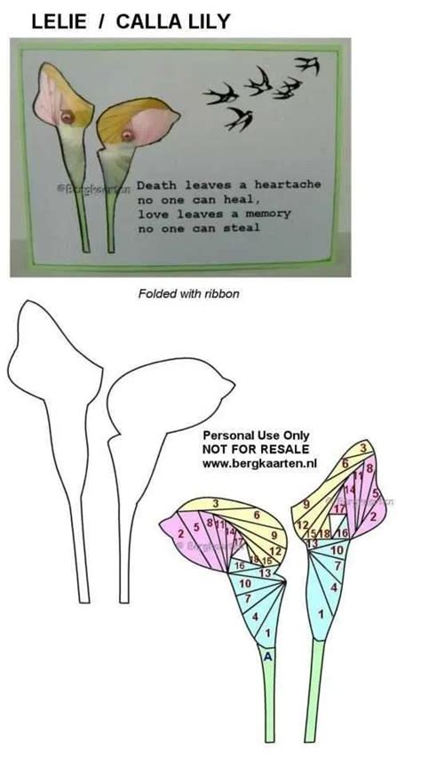 Calla Lily Parts Diagram And Function Overview