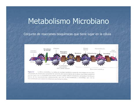 Metabolismo De Microorganismos Metabolismo Microbiano Conjunto De