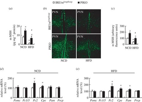 α Msh Production Is Increased In The Hypothalamus Of Piko Mice A