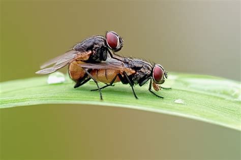 How Do Flies Mate Discover Wildlife