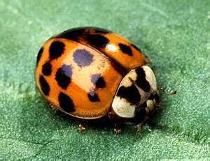 Mariquitas Insectos De La Familia Coccinellidae