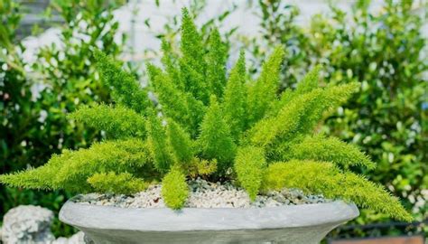 10 Types Of Indoor Ferns With Pictures Indoor Gardening