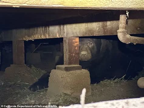 Los Angeles Man Finds 525 Pound Bear In His Homes Crawl Space The