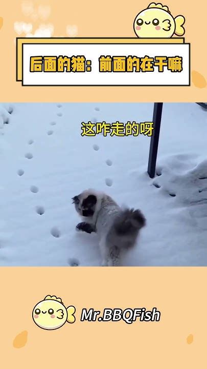 笑不活了哈哈哈哈哈猫咪的迷惑行为搞笑 段子 猫咪 娱乐 Youtube