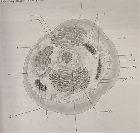 Ch 3 Cells Diagram Quizlet