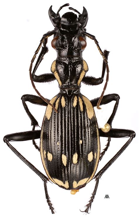 Anthia Alchetron The Free Social Encyclopedia