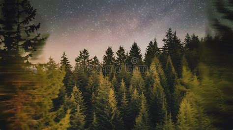 Majestic Evergreen Forest Under Night Sky Nature Good Resolution Stock