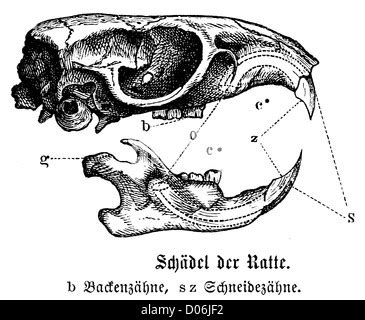 Rat Skull Illustration Drawing Engraving Ink Line Art Vector Stock