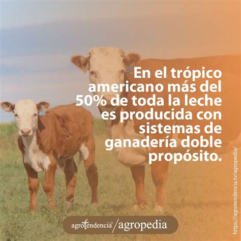 Ganado Doble Propósito Sus Razas Características Y Manejo