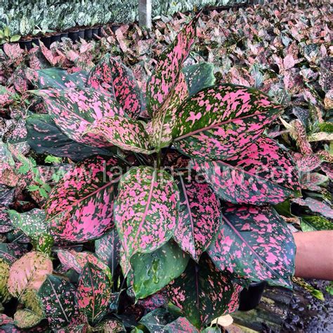 Aglaonema Pink Dalmatian Artofit