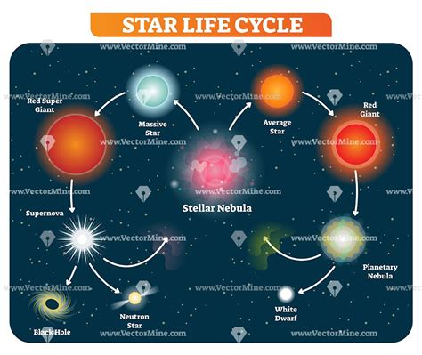 Life Cycle Of A Star Worksheet Acicabuja
