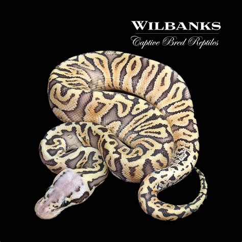Super Pastel Ghi 100 Het Clown Ball Python By Wilbanks Captive Bred Reptiles Morphmarket