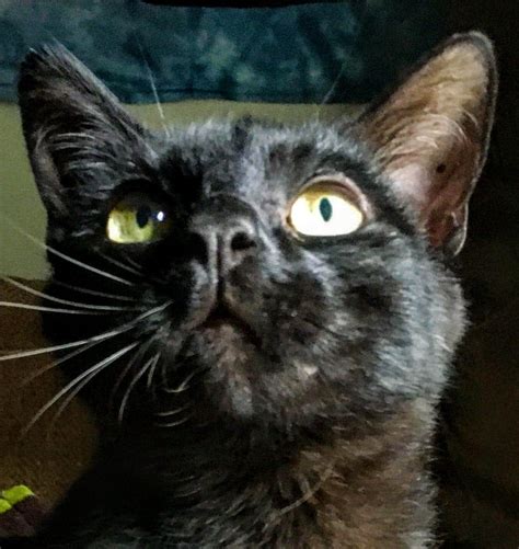 About This Cat Binx Adopted The Feline Connection