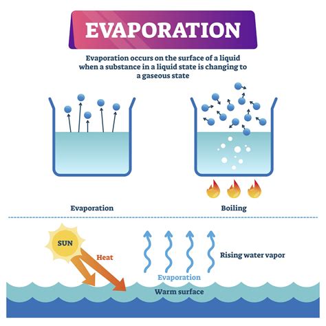 Evaporation Year 7
