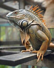 Iguana Wikipedia