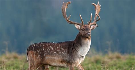Types Of Deer A Deer Species List From Around The World World Deer