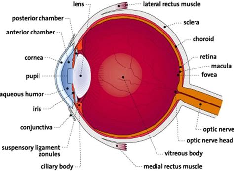 13 Best Eye Diagrams Images On Pinterest Eyes Eye Anatomy And Human