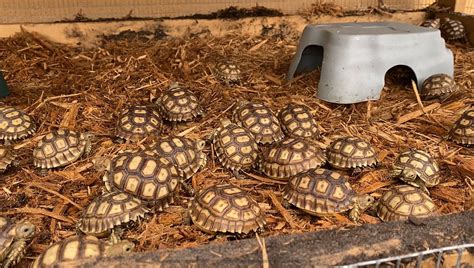 Best Tank For Sulcata Tortoise At Sally Seim Blog